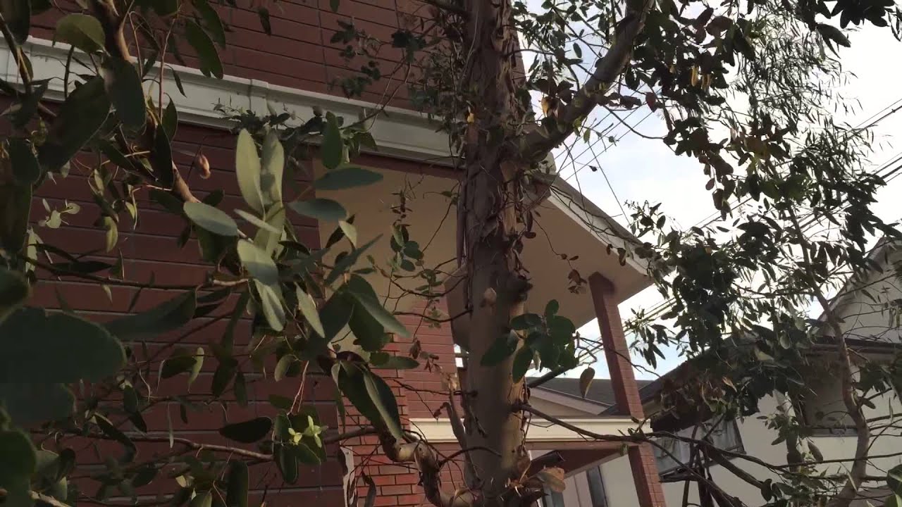 Creaky tree - YouTube