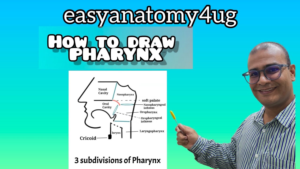 Pharynx : How to draw - YouTube