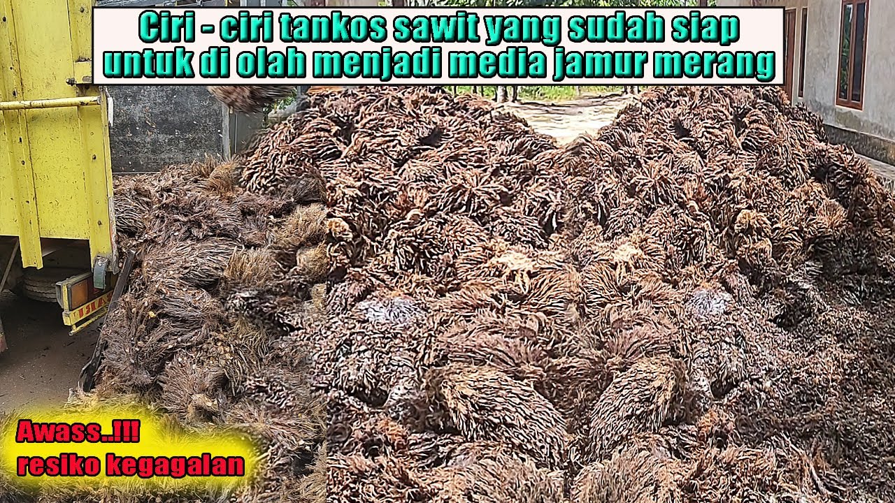 Ciri ciri tankos sawit yang sudah siap di olah untuk media jamur merang ...