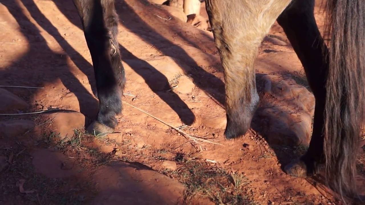 3-Legged Horse in Hsipaw Man Loung, Myanmar 1 - YouTube
