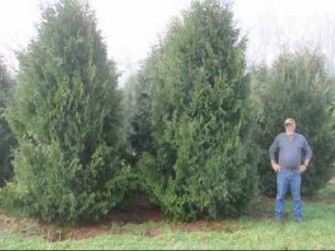 Learn About What to do about Pine Shoot Borers In Pine and spruce trees ...