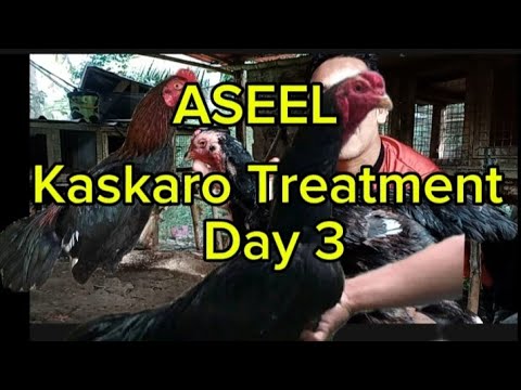 ASEEL KASKARO TREATMENT DAY 3 @MalikAseel-806 @aoneaseel ...