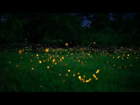 ヒメボタルの乱舞映像／Fireflies experience (Hime Fireflies) - YouTube