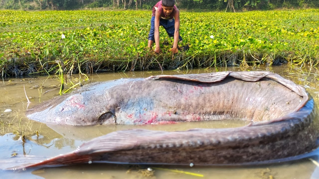 Traditional Catches Big Fish 2024. Traditional Catching Big Monster ...