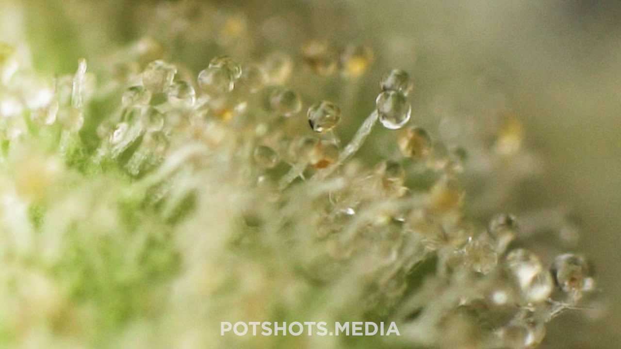 Super Macro Closeup - Cannabis Trichomes Melt & Burn - YouTube