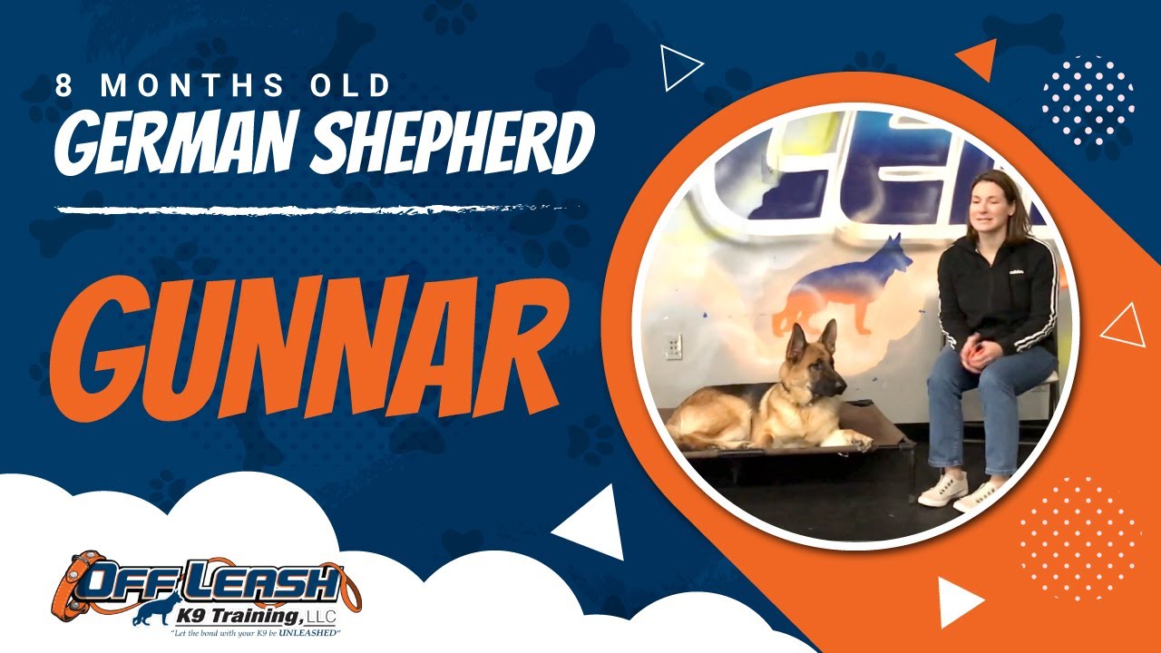 8 Month Old Shepherd Gunnar! | Best Dog Trainers VA| 14 Day ...