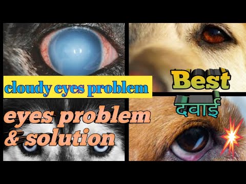Dog eyes solution ll dog eye discharge ll dog cloudy eye - YouTube