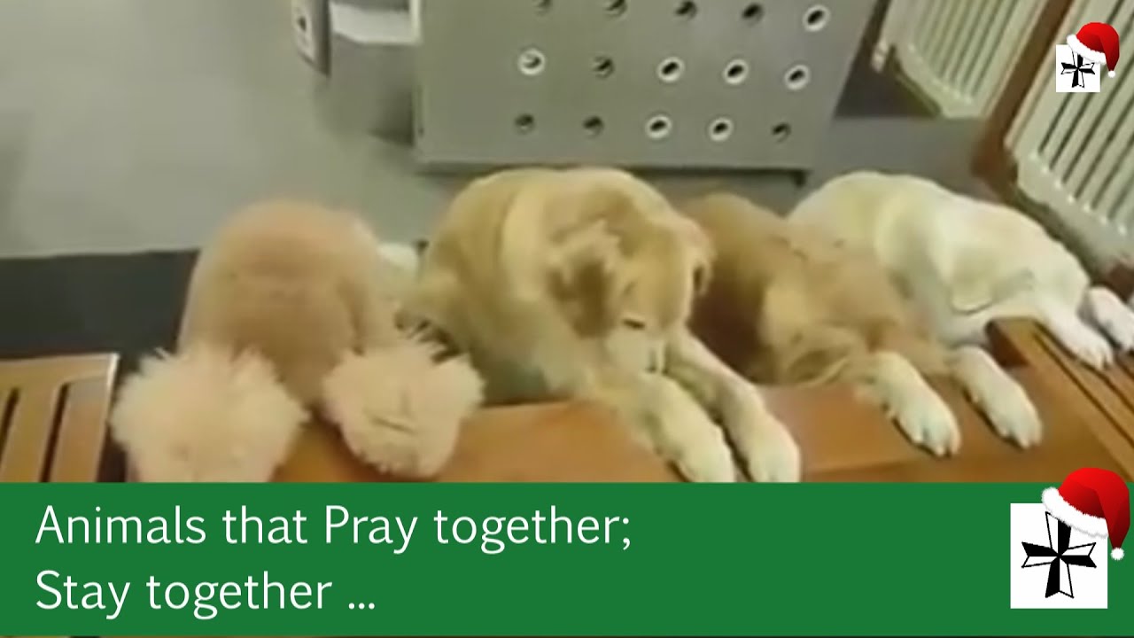 Dogs Praying Together - YouTube
