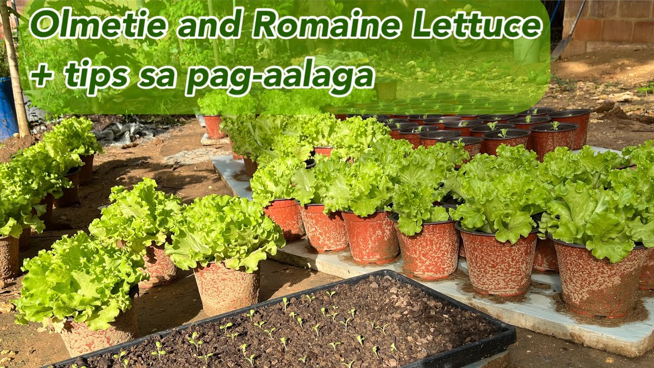 Olmetie Lettuce and Romaine Lettuce + tips sa pag-aalaga - YouTube