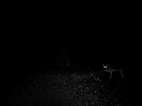 coyote on game camera - YouTube