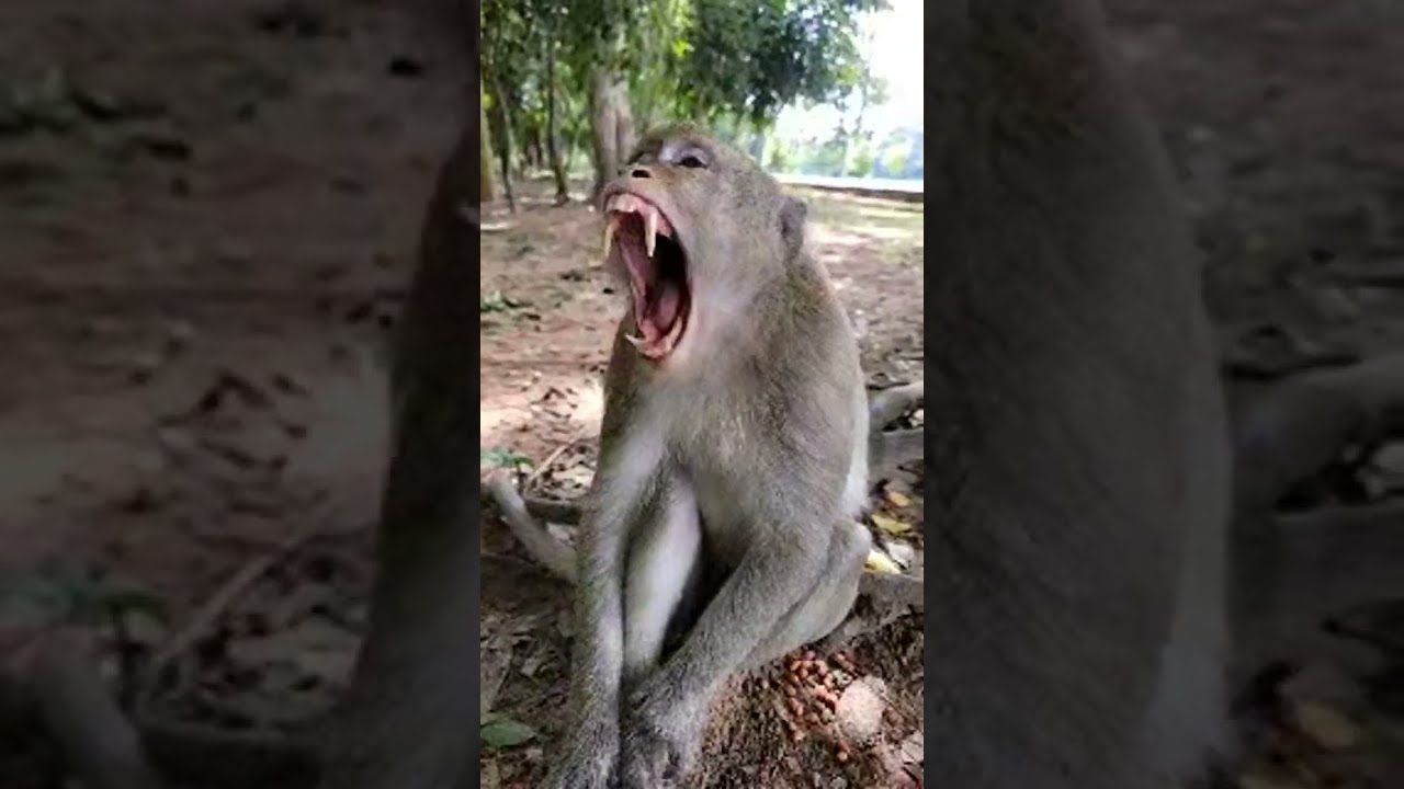 Braxton walk day - YouTube