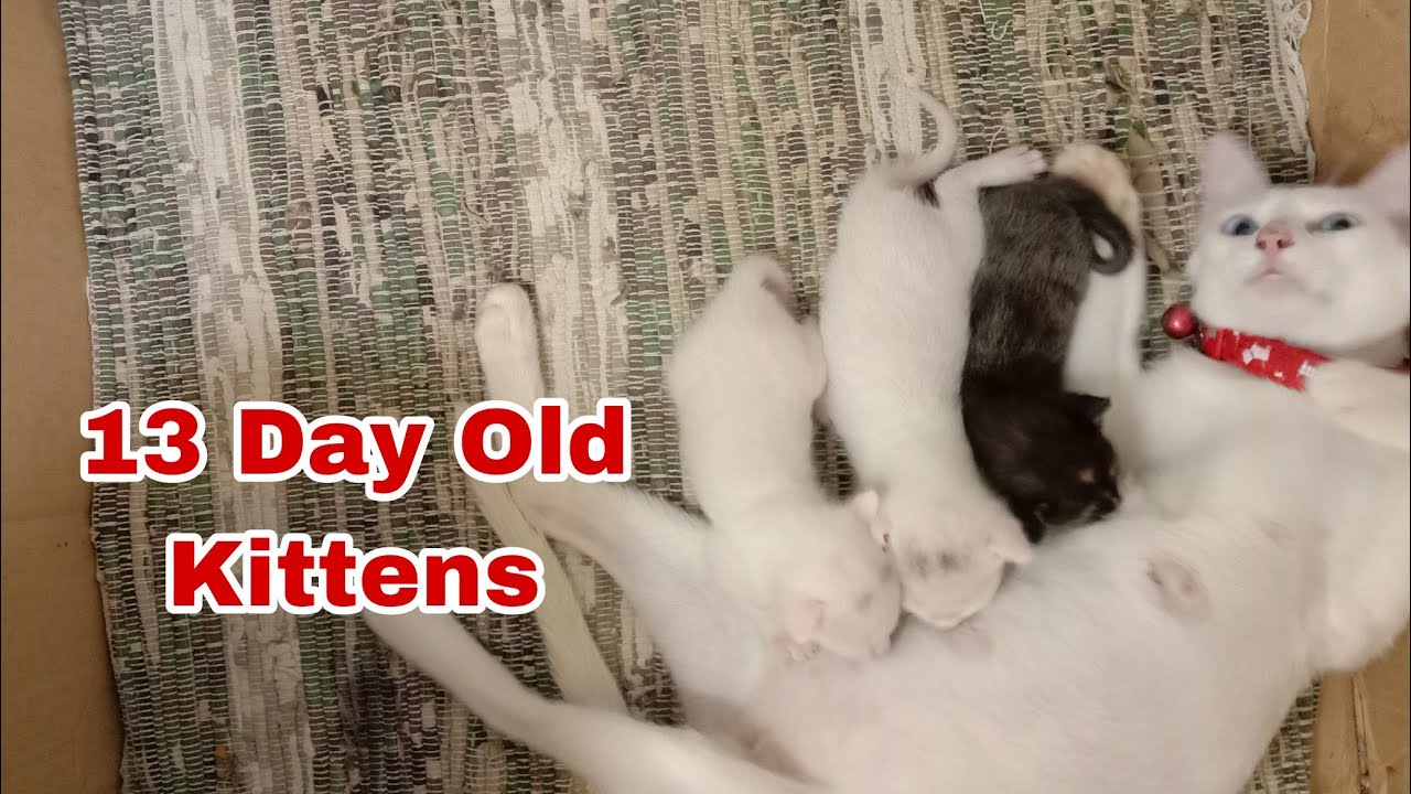 Thirteen Day Old Kittens | April 23, 2023 - YouTube