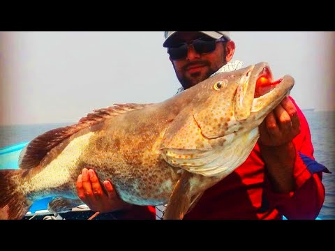 AMAZING Fish Grouper Cutting Skills Dubai seafood Collection. Giant ...