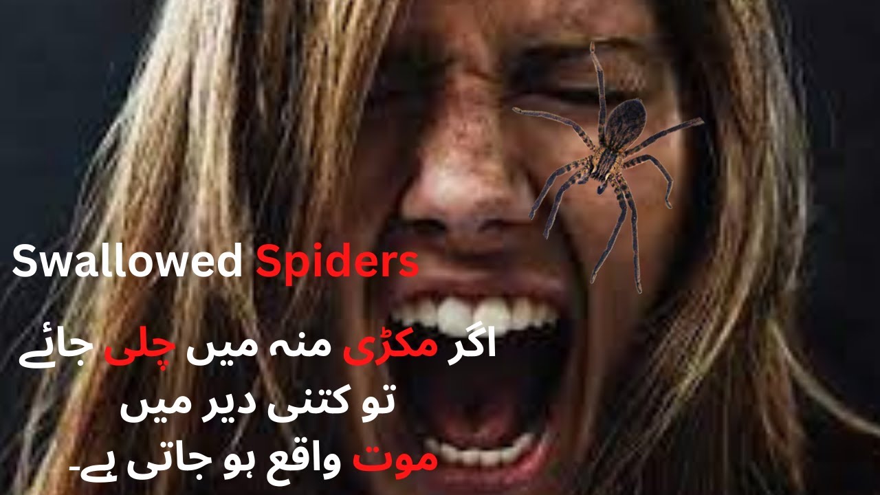 What Happens When You Swallow a Spider | Most Venomous Spiders In The ...