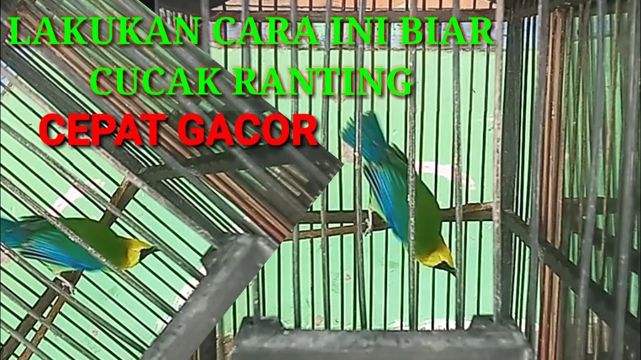 CARA CEPAT MEMBUAT BURUNG CUCAK RANTING BIAR GACOR || MUDAH SEKALI ...