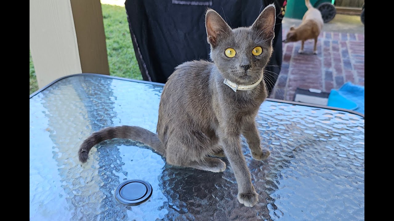 Kittens need a home. October 2024 - YouTube