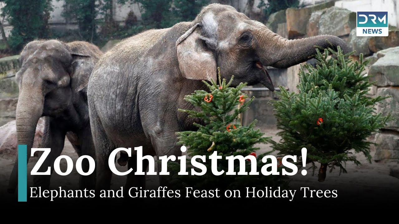 Crunchy Christmas Trees Delight Animals at Berlin Zoo for a Tasty Start ...