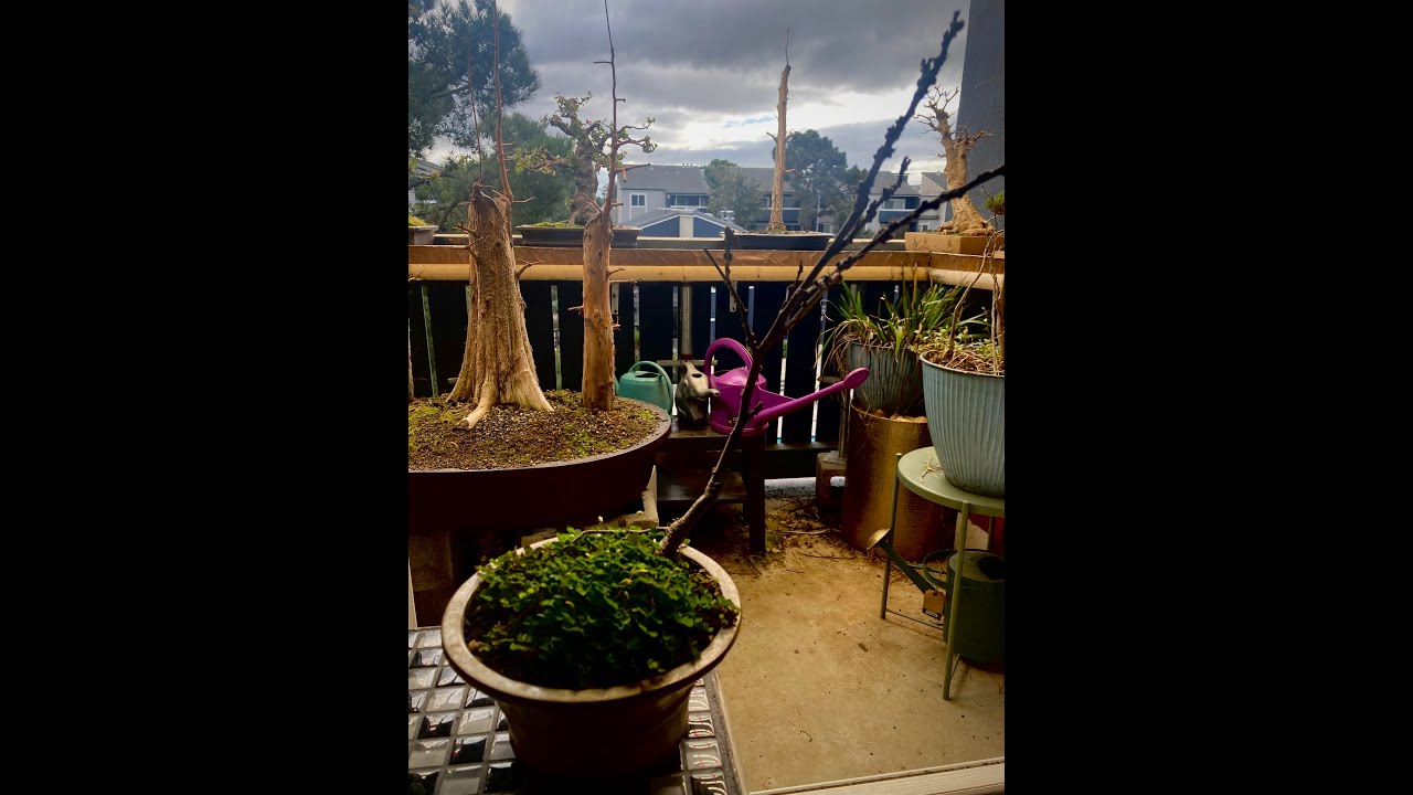 Patricia O'Connor, The Bonsai Balcony: More Spring-like behavior. - YouTube