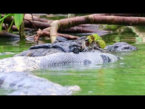 Large Anaconda Killed By Black Caiman - YouTube