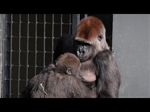 Young Gorilla Breastfeeds from His Mother