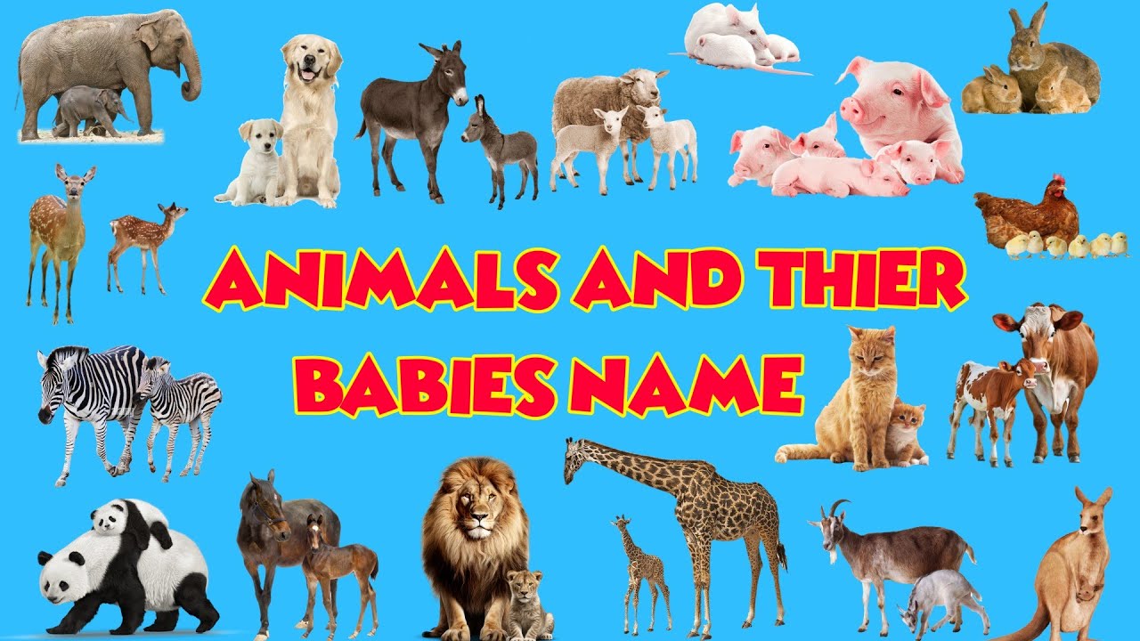Animals And Their Babies Name | Animals Babies | Animals And Their ...