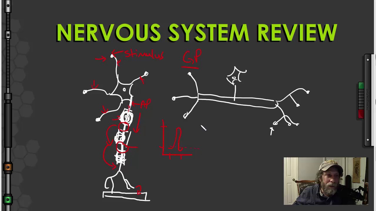 GR 12 Nervous System Review (Science Video Tutorial) - YouTube