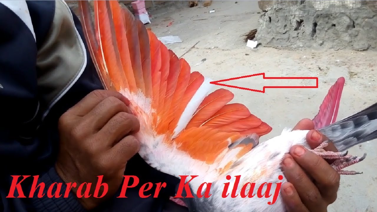 How to Replace a Pigeon Damaged Feather - YouTube