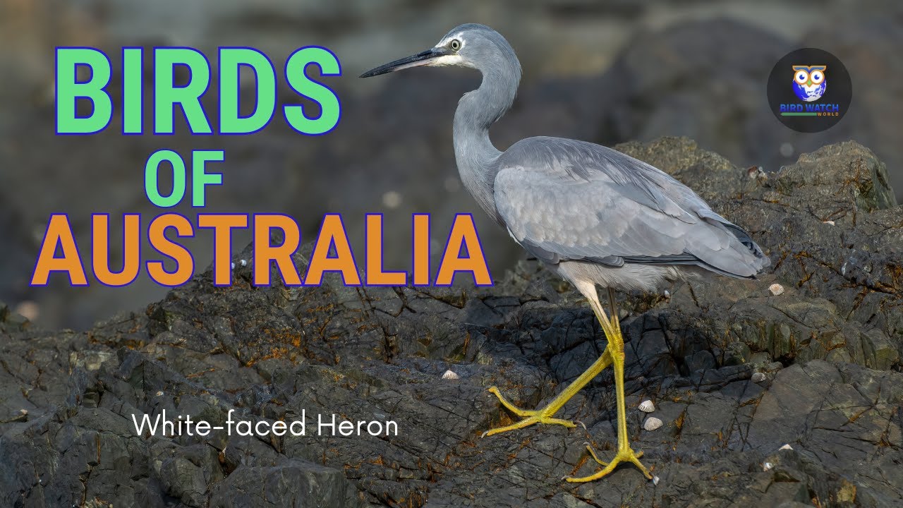 Birds Of Australia - The Incredible White-faced Heron - YouTube