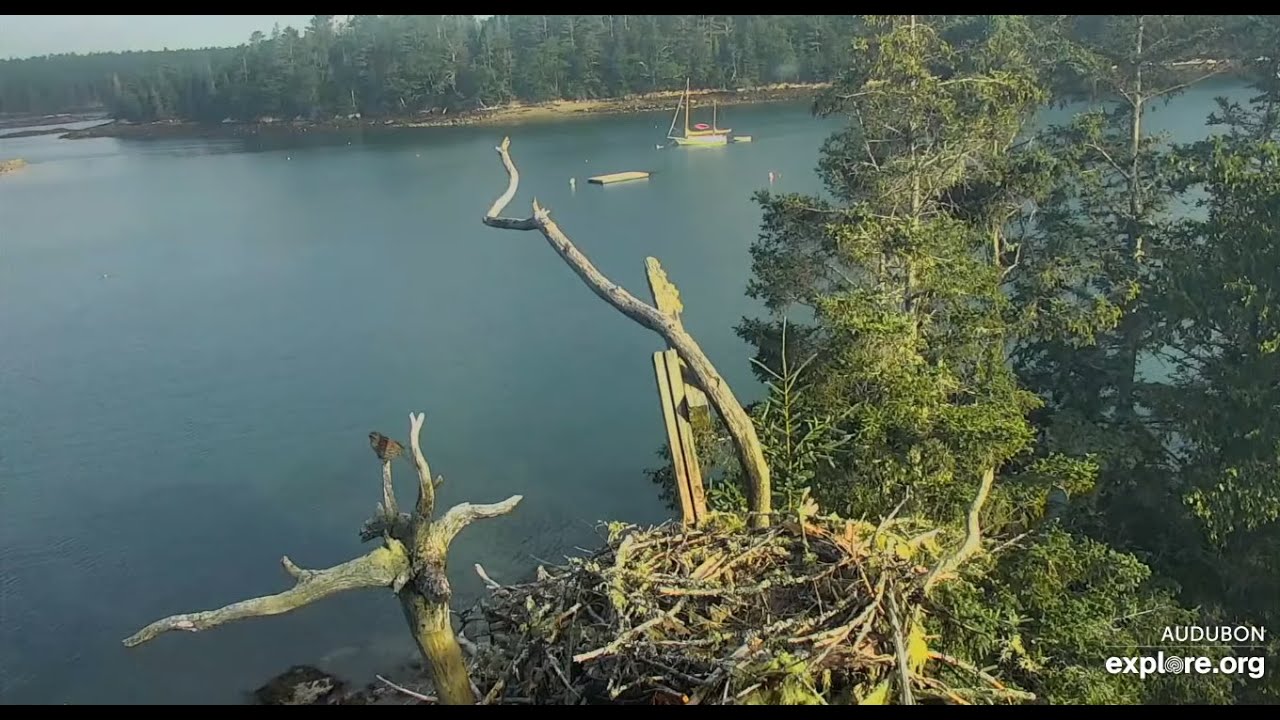 A Song Sparrow visits the Gargoyle Perch - Hog Island Osprey Nest ...