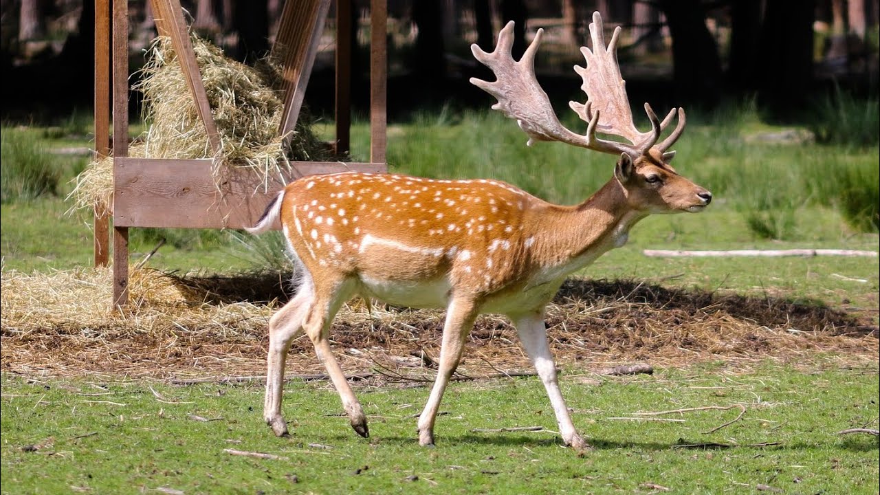 Wild animals deer 🦌 national geographic wildlife 4k forest deer 🦌 - YouTube
