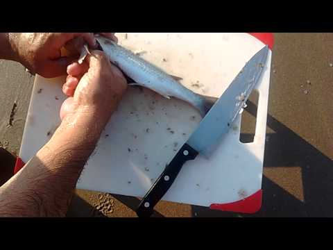 Como destripar pescado - YouTube