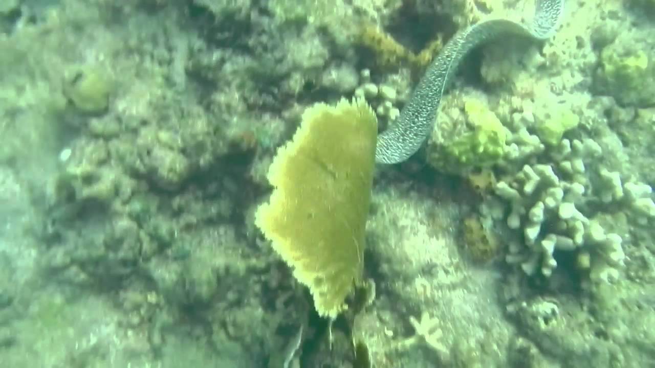 Spotted Moray Eel Vs Octopus - YouTube
