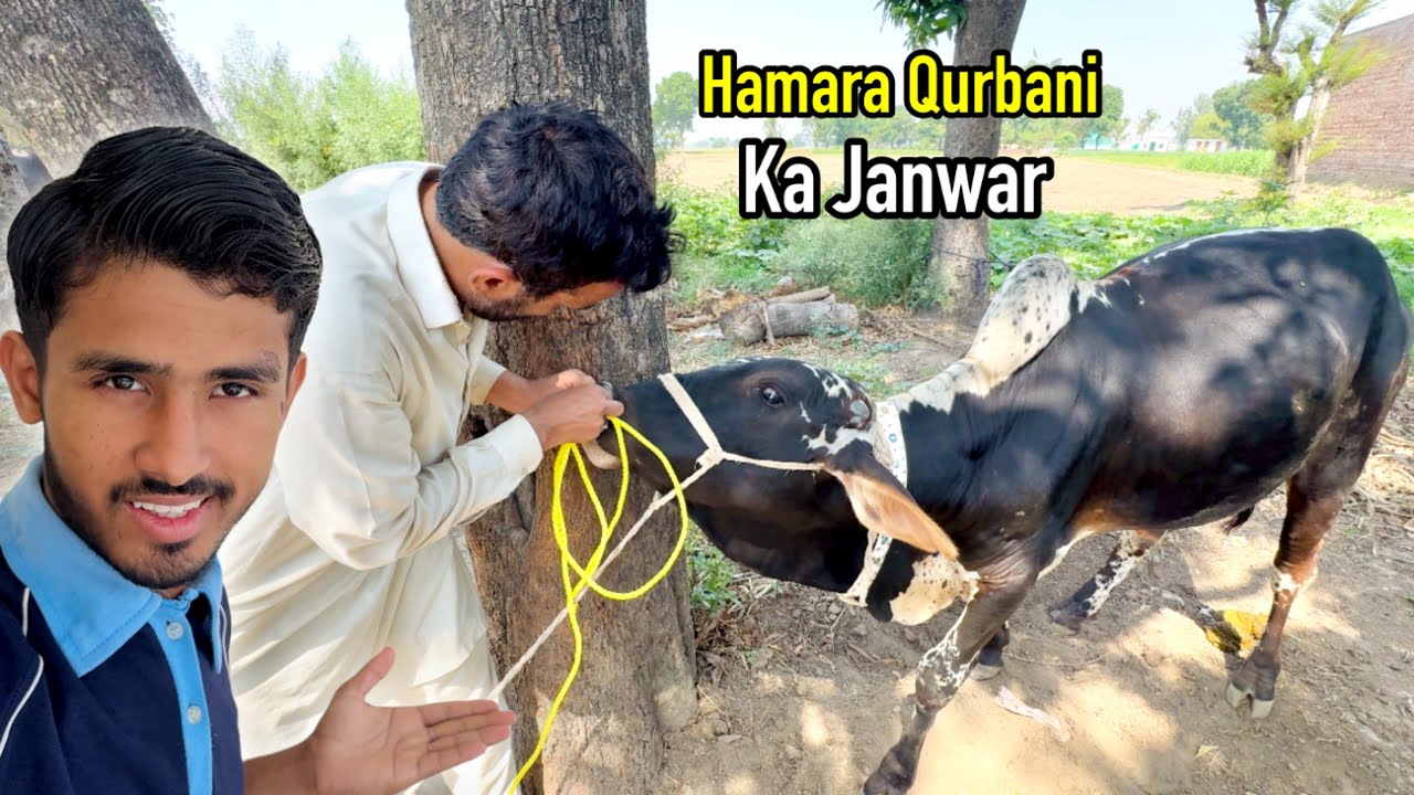 Qurbani Ke Janwar Ke Sath Aisa karna Chaiya Ya Nahin / Hamara Qurbani ...