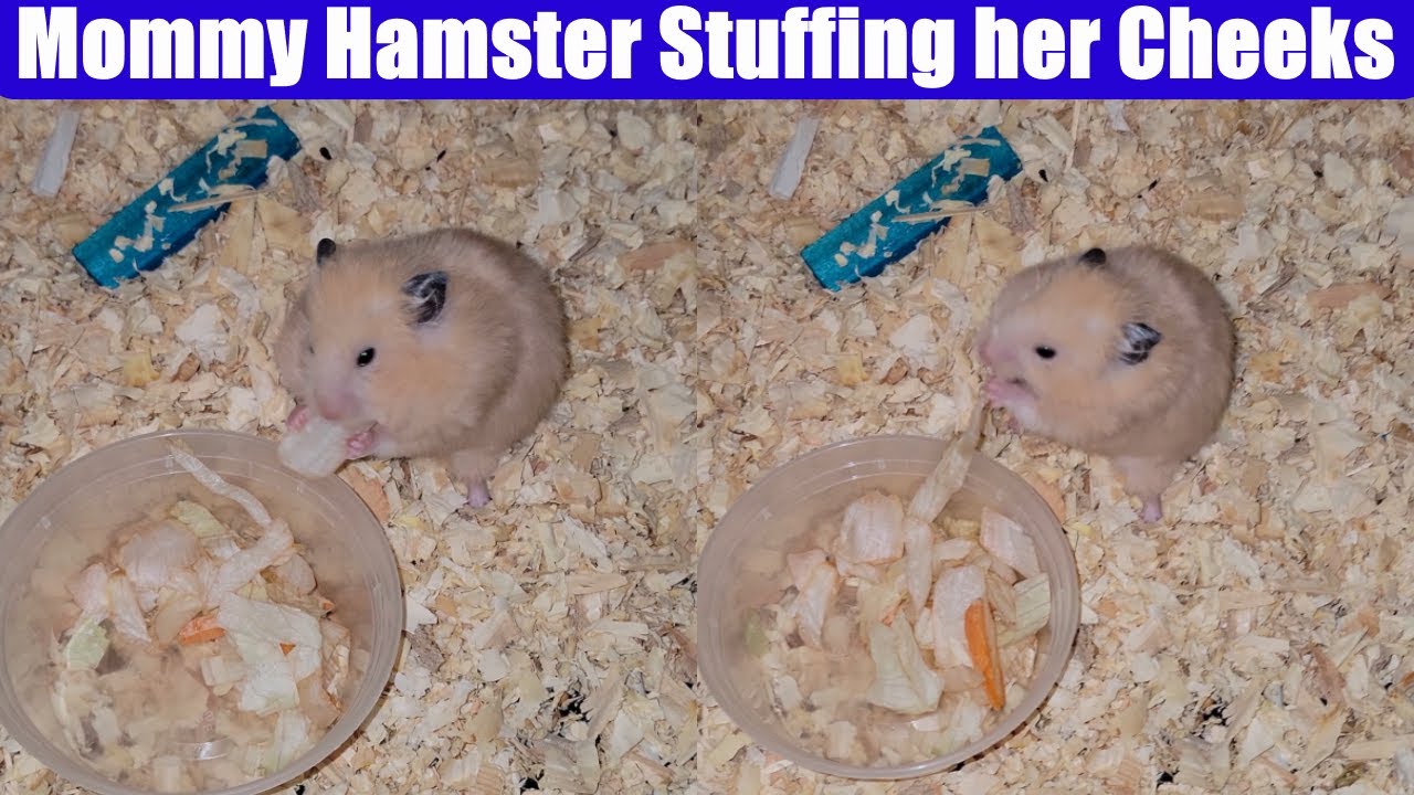 Mommy Hamster Stuffing her Cheeks - YouTube