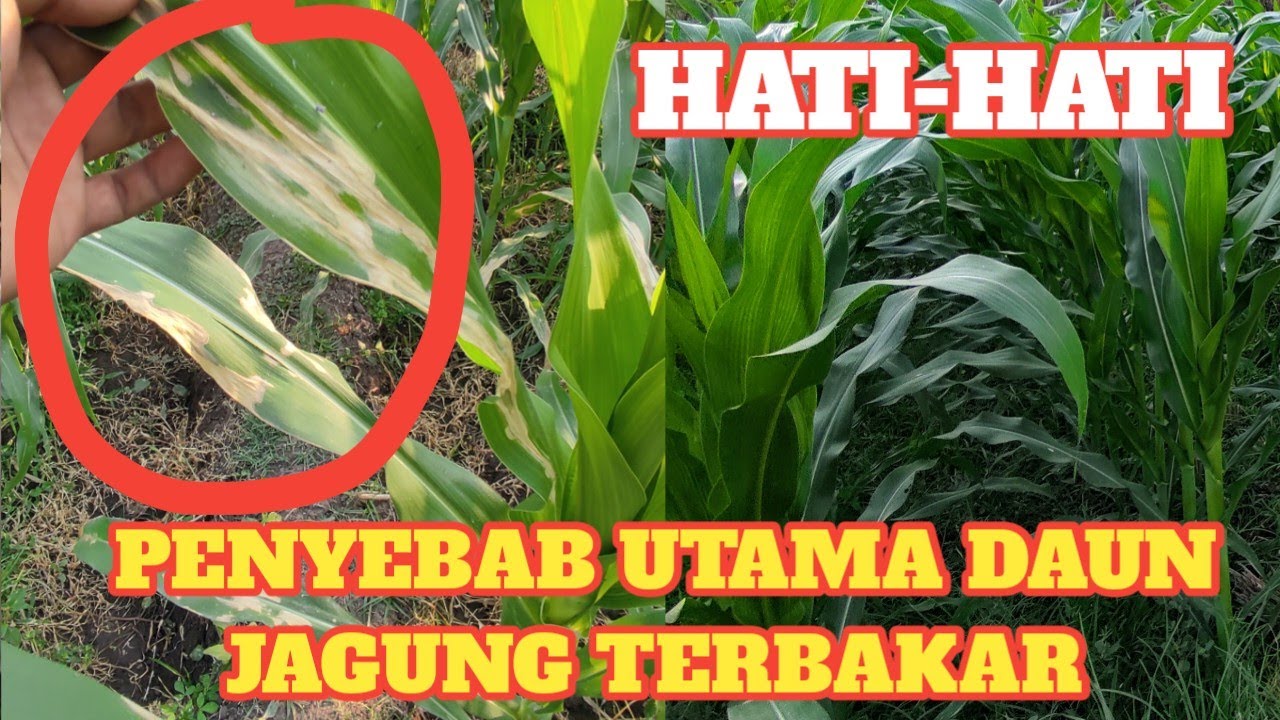 CARA MENYEMPROT RUMPUT DI TANAMAN JAGUNG - YouTube