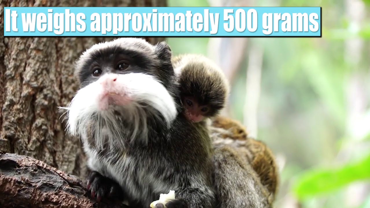 Emperor Tamarin - YouTube