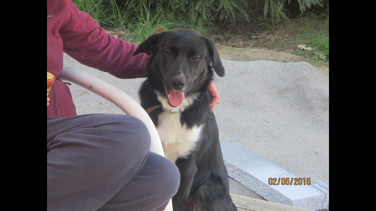 Tasman/Richmond Pound Dog Kyle has found a home - YouTube