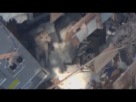 Dog rescue following Pacoima house explosion - YouTube