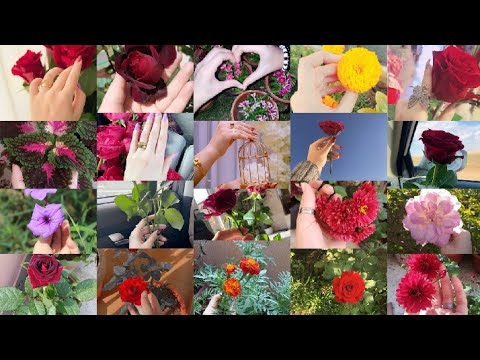rad rose dp/dp for WhatsApp/red rose dp image/hd 3d flowers dp pic ...