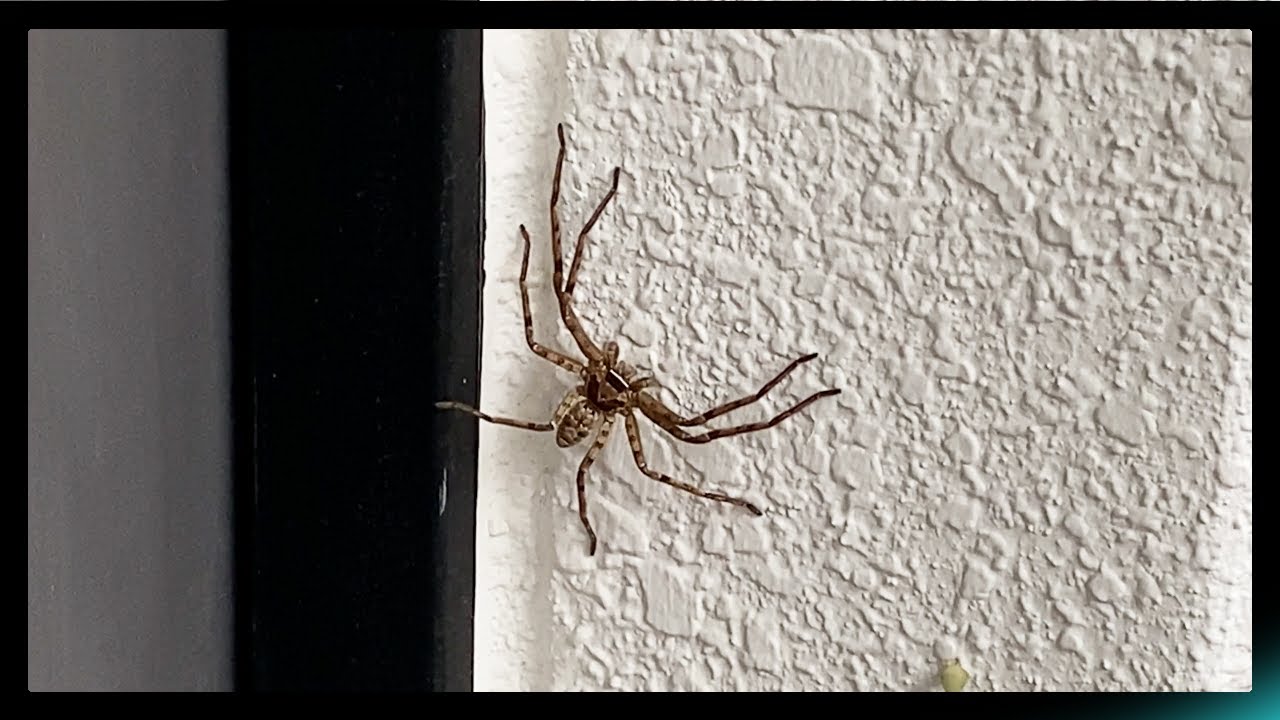 Massive House Spider in Japan #3 (THE RETURN! ONE YEAR LATER!!) [Kiwi ...