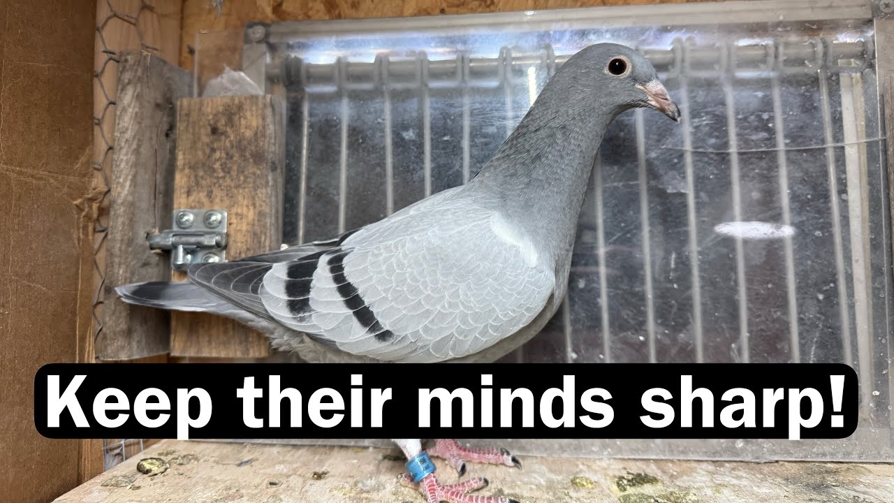 “Why Mental Stimulation is the Key to Raising Successful Racing Pigeons ...