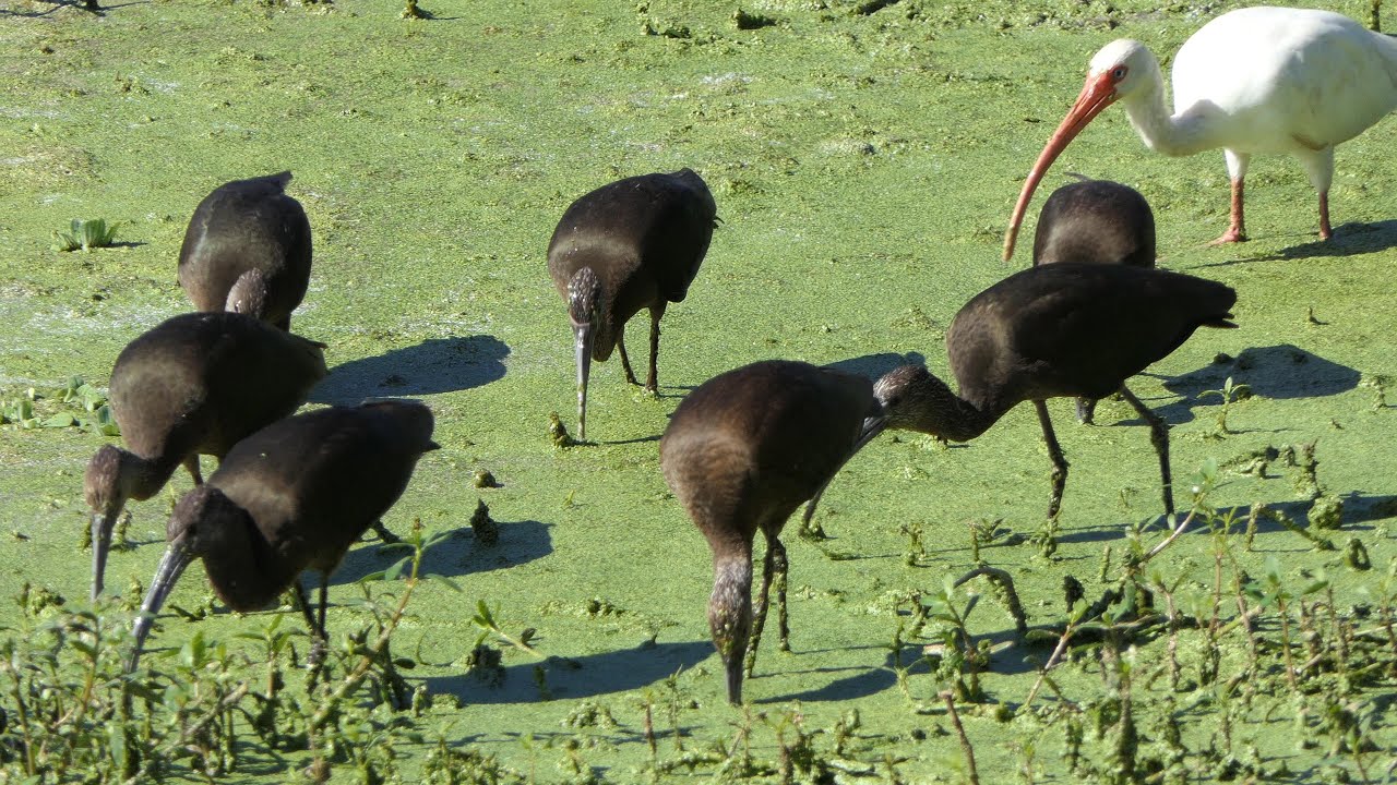 White Ibis is unfriendly towards dark Ibises - YouTube