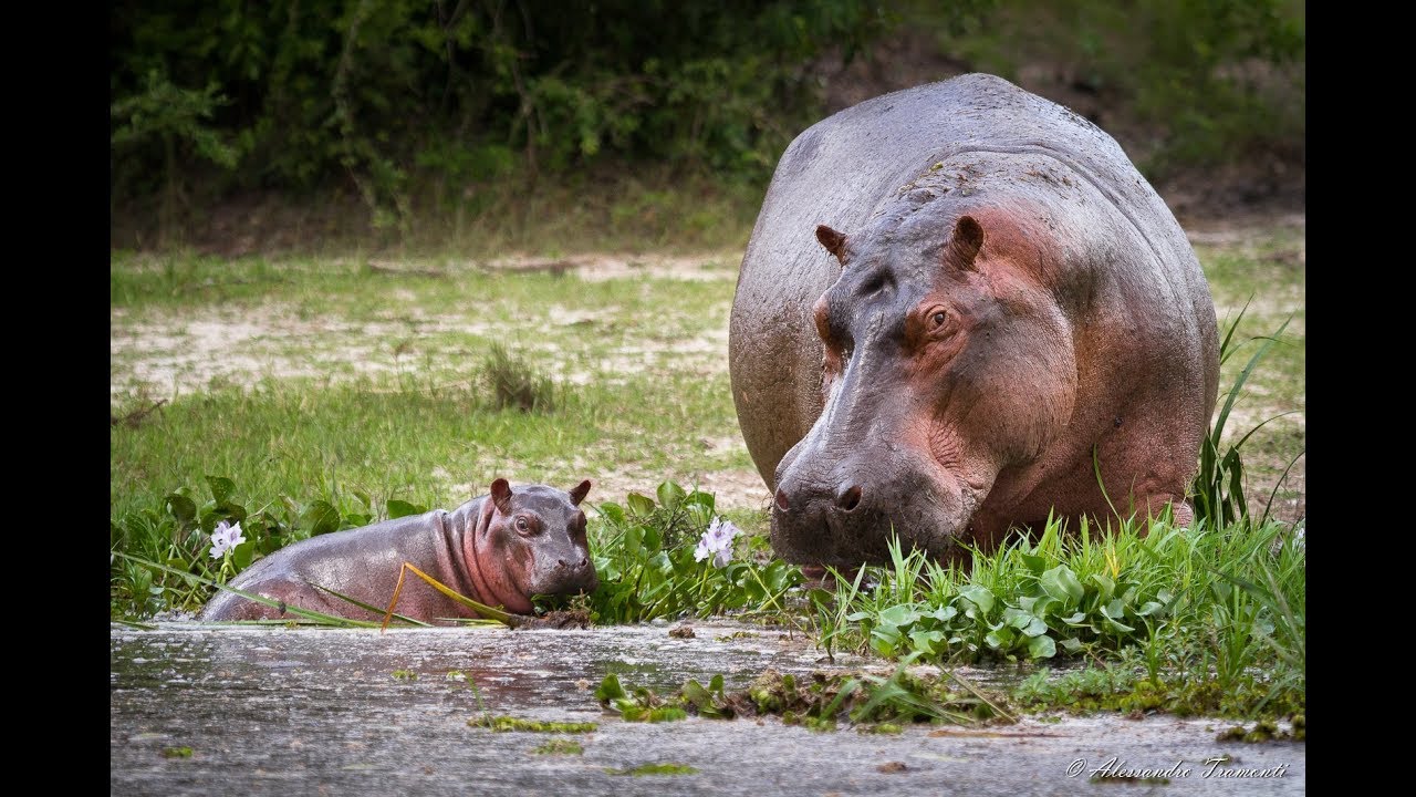 A Hippopotamus Family in India! - YouTube