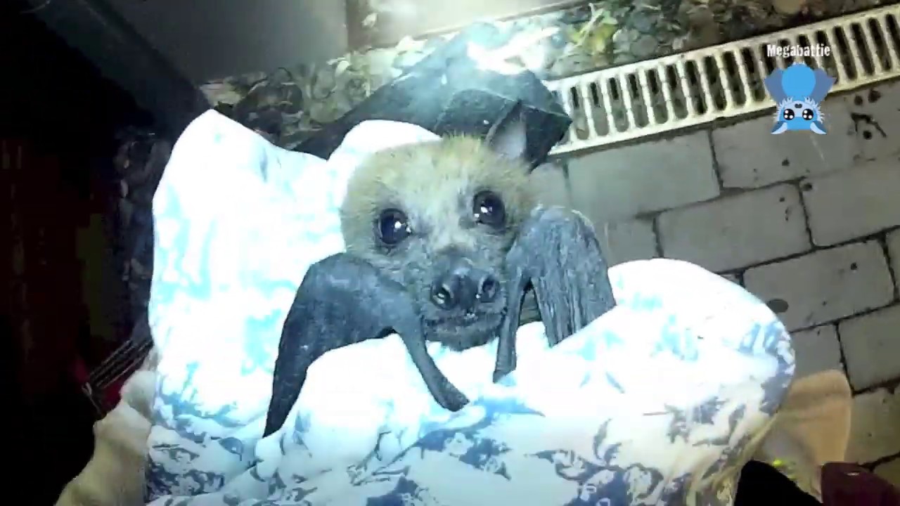 Rescuing a bat trapped in a courtyard: this is Shepherd - YouTube