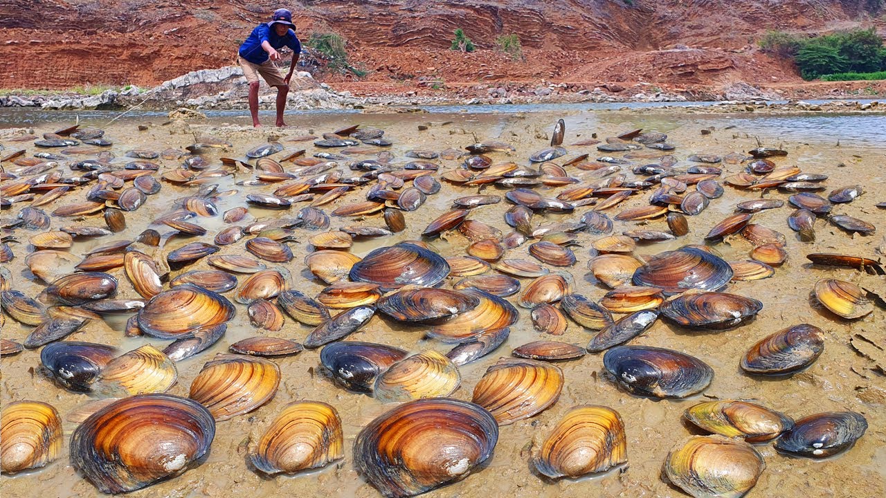 amazing fishing video! a lot of clam in Lake catch by hand today - YouTube