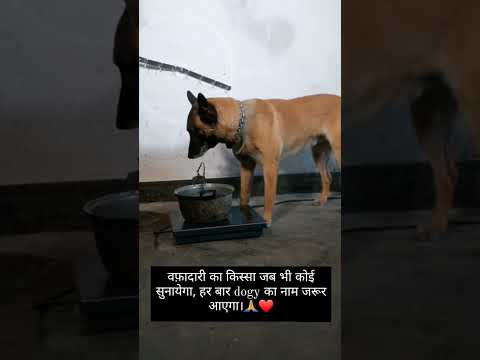 funny video #funnyvideo #funny #funnyshorts  #funnymoments #funnyanimals  #funnycomedy