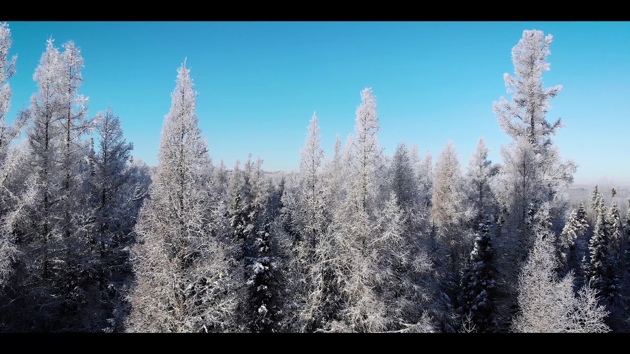 Hoar Frost Boreal Forest 4K Aerial Footage Winter Wonderland - YouTube