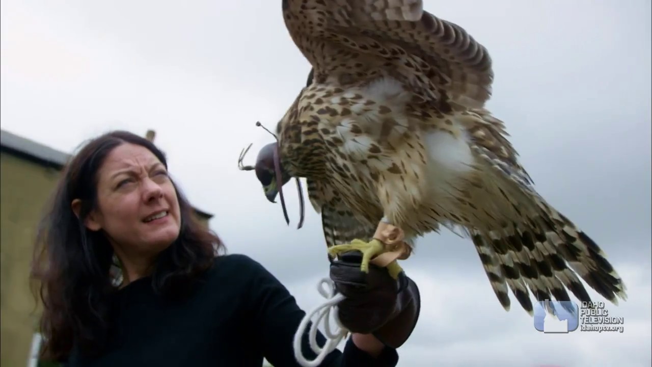 Dialogue: Falconer and Author Helen Macdonald - YouTube