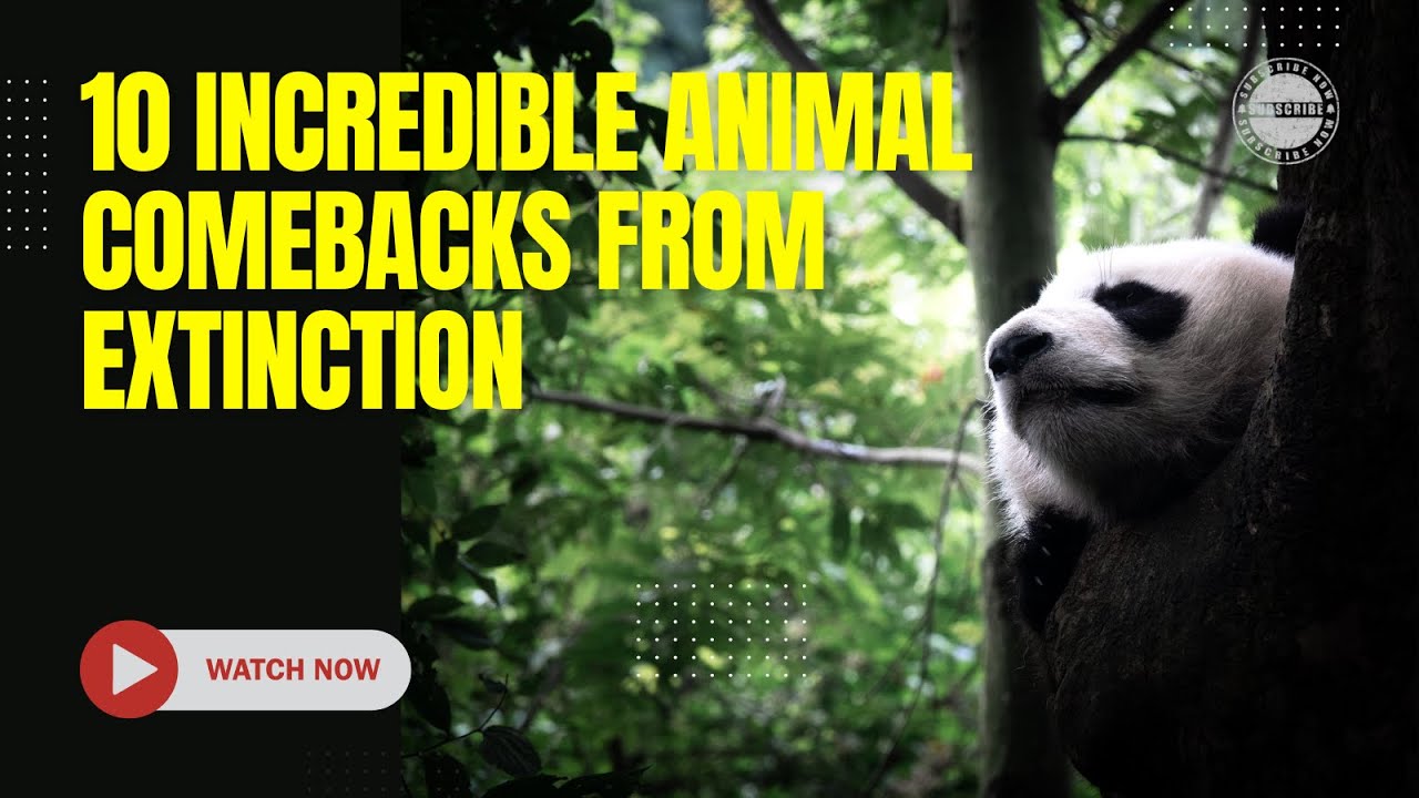 Resilient Wildlife: 10 Incredible Animal Comebacks from Extinction ...
