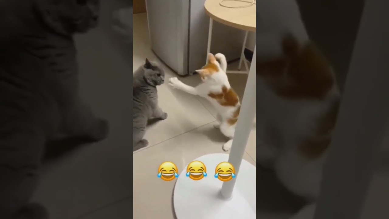Funny Cat Fighting - YouTube